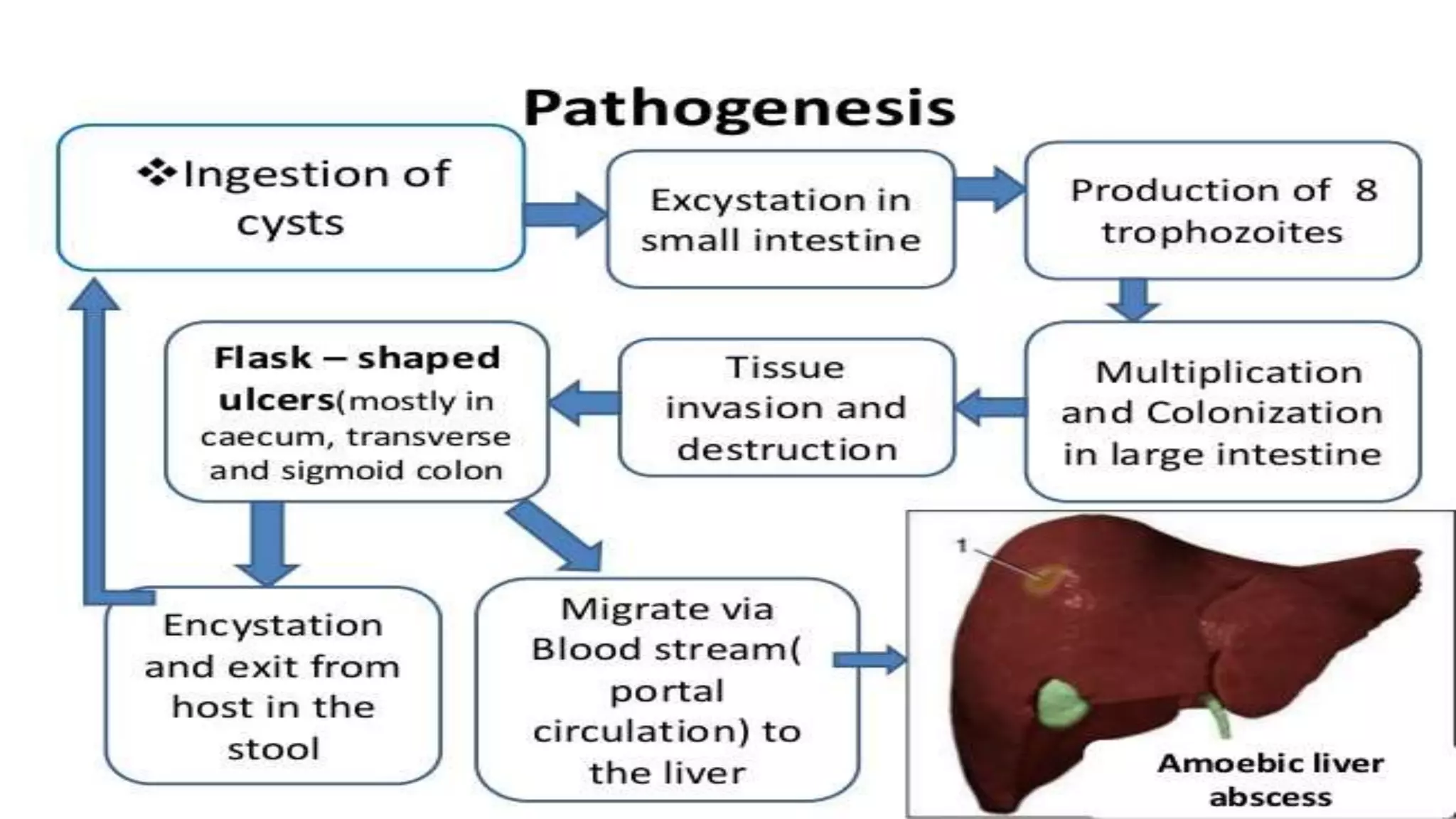 Amoebiasis | PPTX