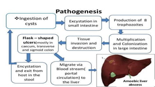 Amoebiasis | PPTX