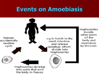 Amoebiasis | PPT