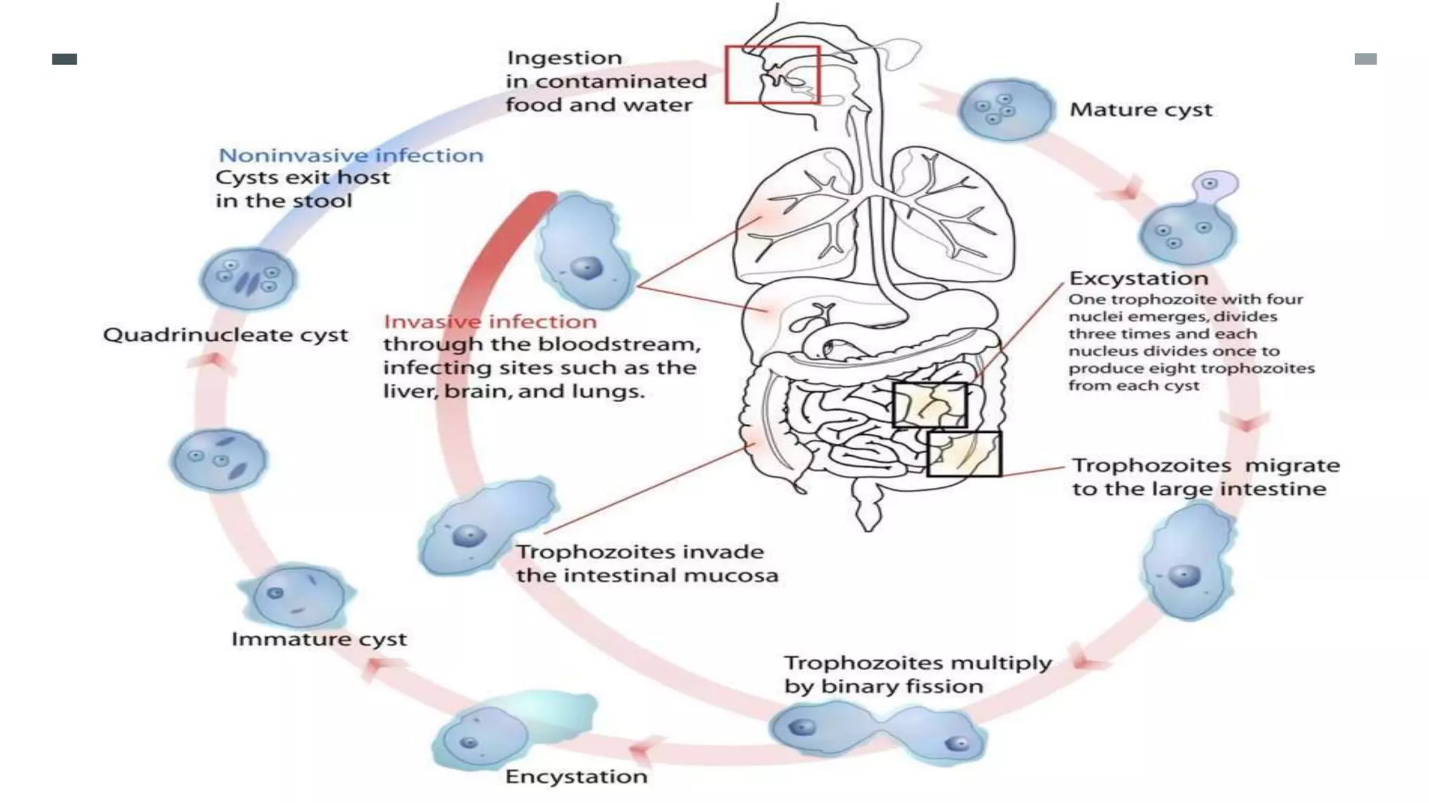 Amebiasis | PPTX
