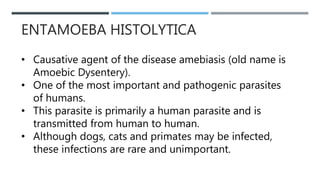 Amebiasis | PPTX