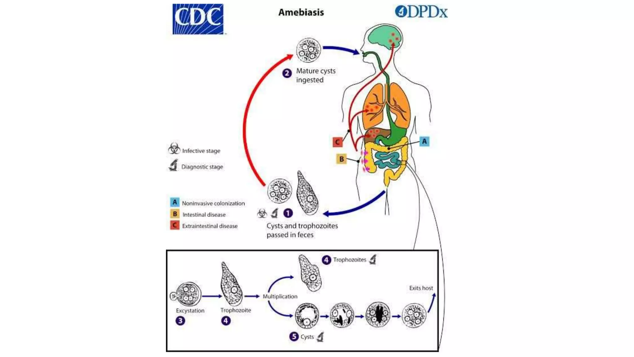 A Brief PPT about Amoebiasis.pptx