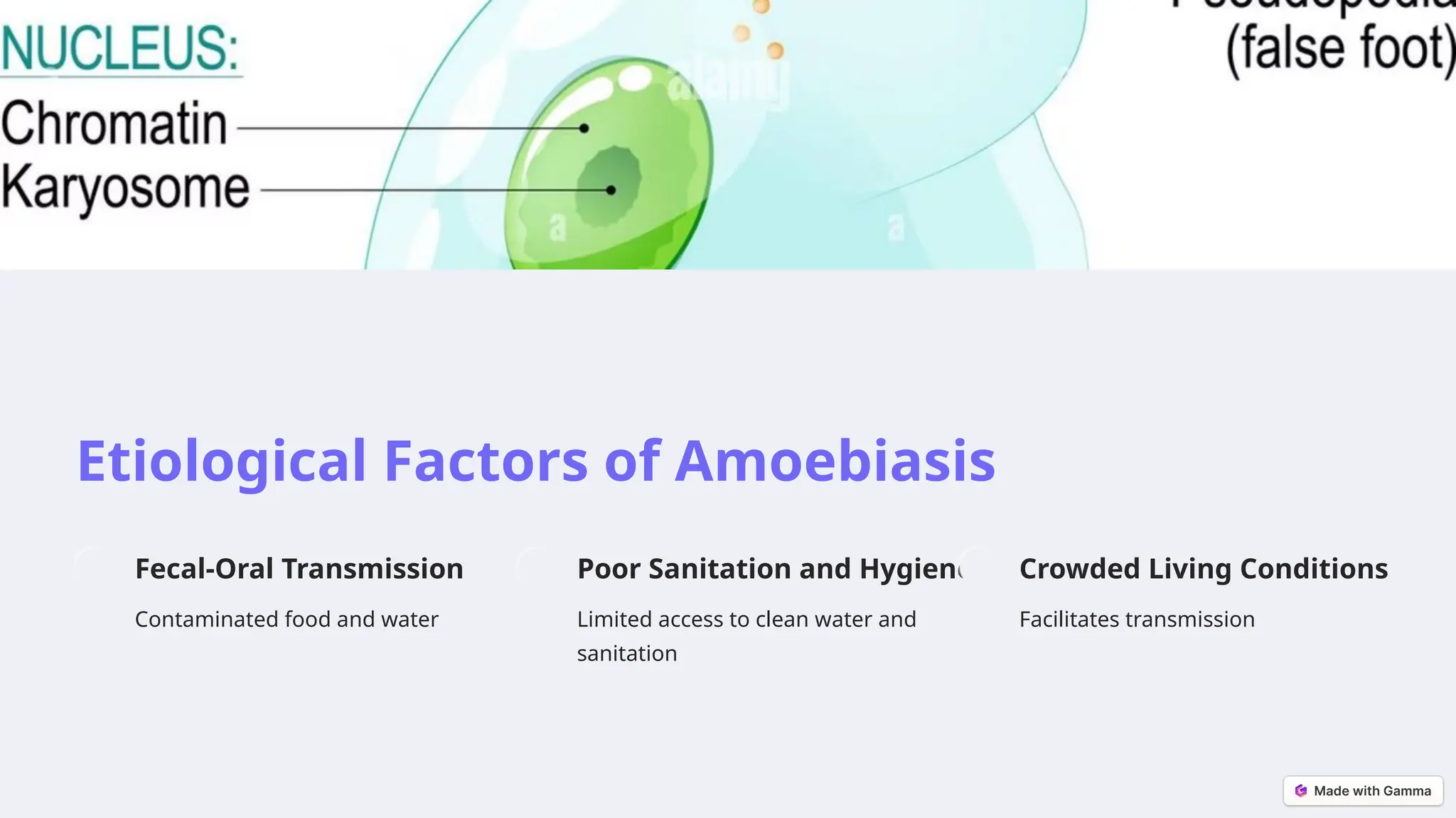 Anti-Amoebic Drug Pharmacology: Treatment Strategies and Drug ...
