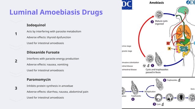 Anti-Amoebic Drug Pharmacology: Treatment Strategies and Drug ...