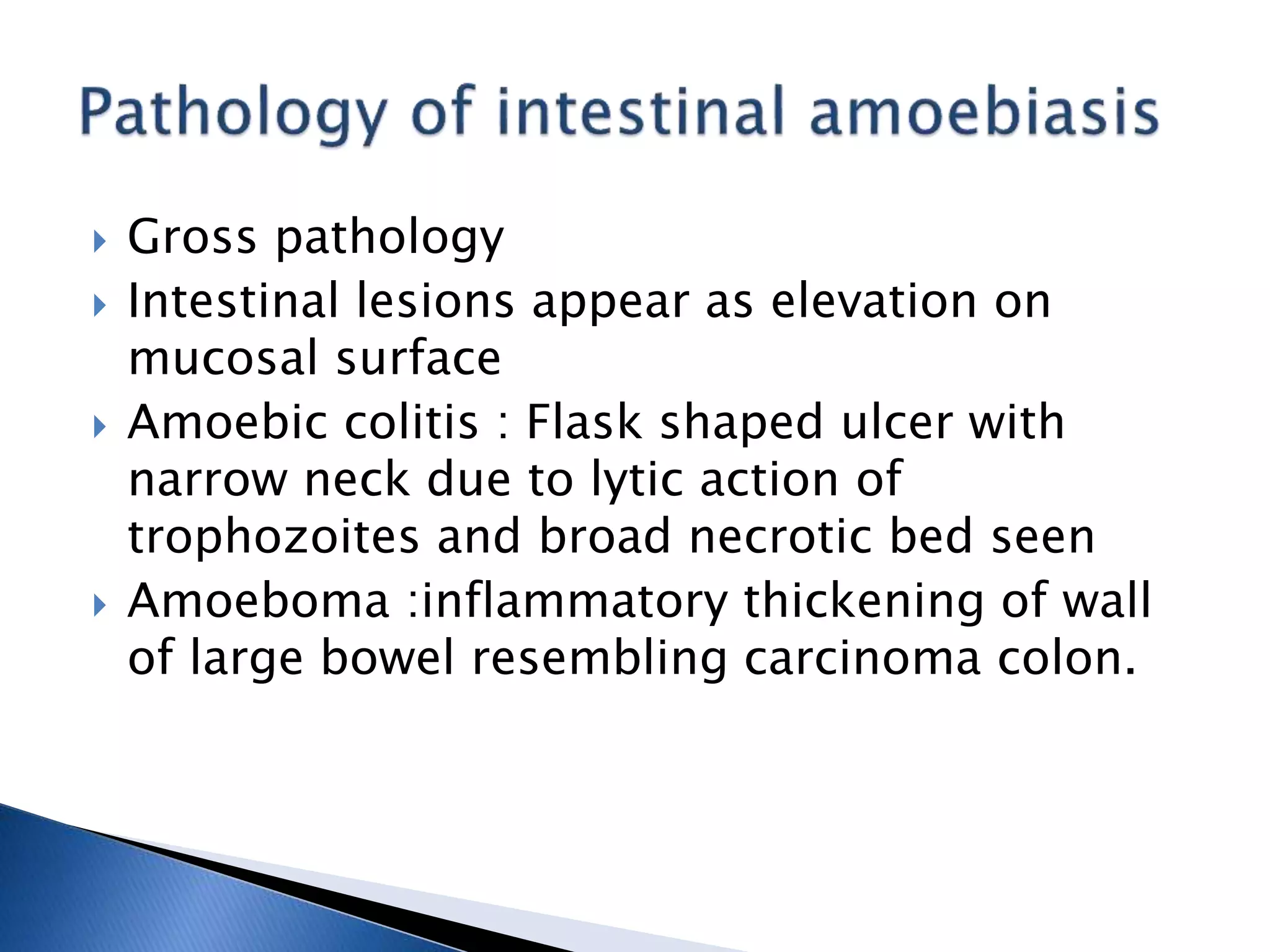 Amoebiasis pathogenesis and pathology | PPTX