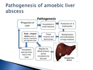 Amoebiasis Pathogenesis