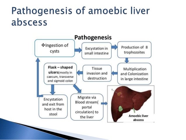 Amoebiasis pathogenesis and pathology
