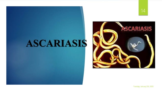 Amoebiasis and ascariasis | PPT