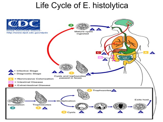 Amoebiasis PPT.pptx | Digestive Disorders | Diseases and Conditions