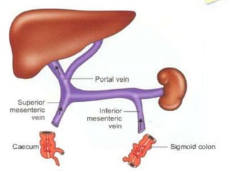 AMOEBIC LIVER ABSCESS | PPTX