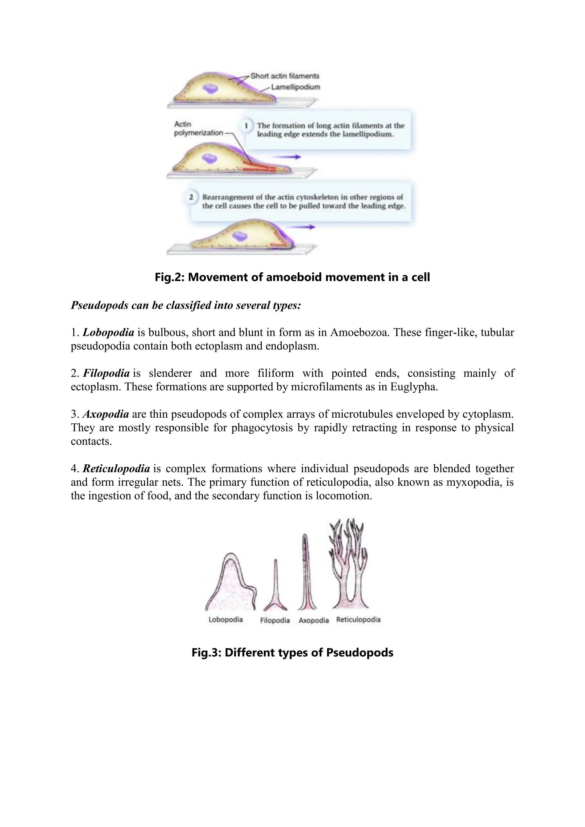 Amoeboid , Ciliary and Flagellar movement.pdf