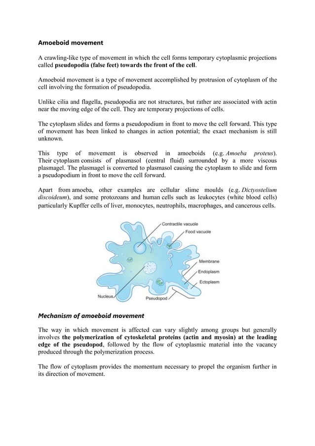 Amoeboid , Ciliary and Flagellar movement.pdf