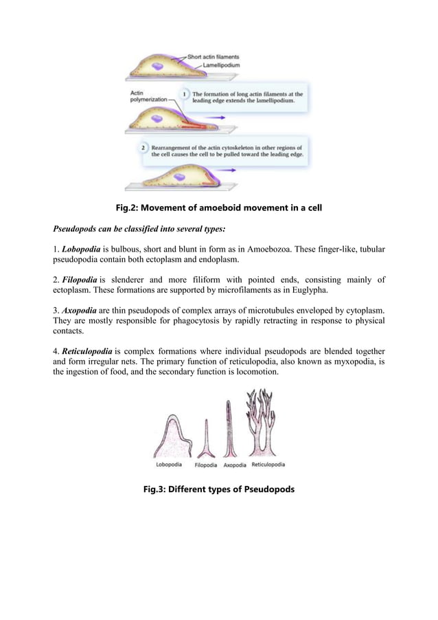 Amoeboid , Ciliary and Flagellar movement.pdf