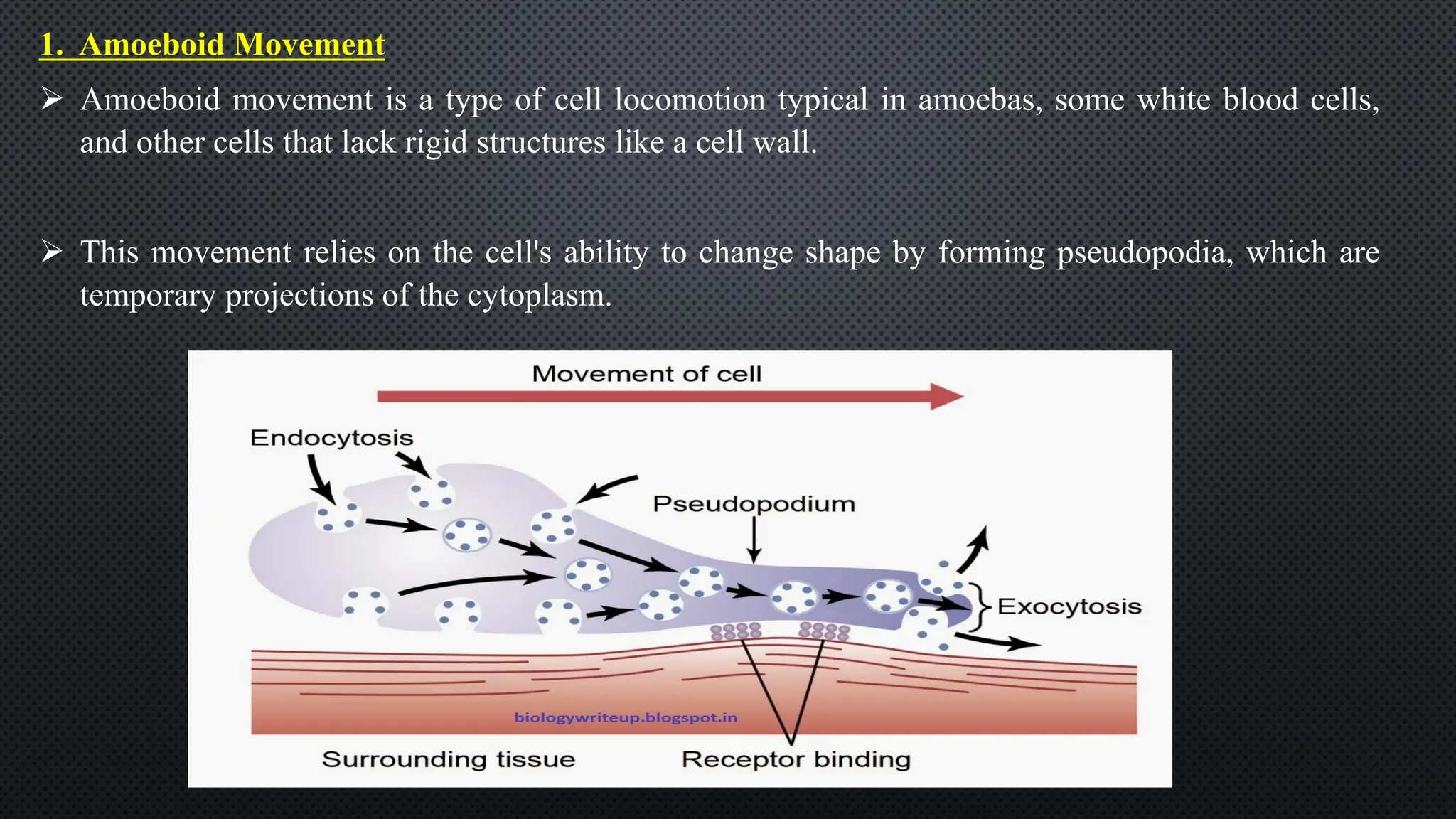 Amoeboid ciliary and flagellar movement ppt pdf.pdf
