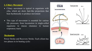 Amoeboid ciliary and flagellar movement ppt pdf.pdf