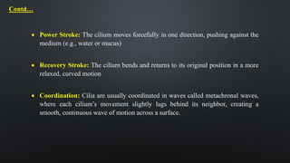 Amoeboid ciliary and flagellar movement ppt pdf.pdf