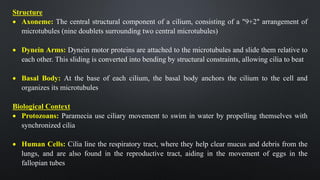 Amoeboid ciliary and flagellar movement ppt pdf.pdf