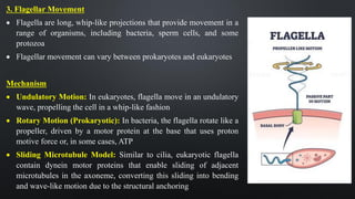 Amoeboid ciliary and flagellar movement ppt pdf.pdf