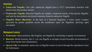 Amoeboid ciliary and flagellar movement ppt pdf.pdf
