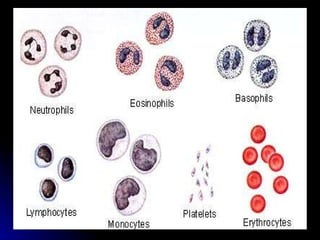 resealed erythrocytes | PPT