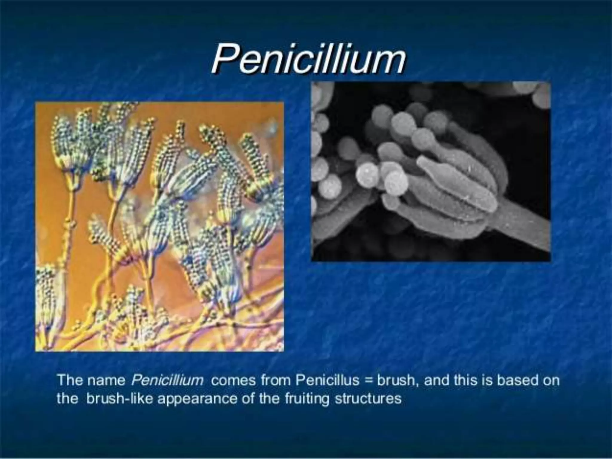 Amol&suraj ppt penicillin | PPTX | Chemistry | Science