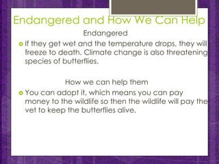 A monarch butterfly | PPTX