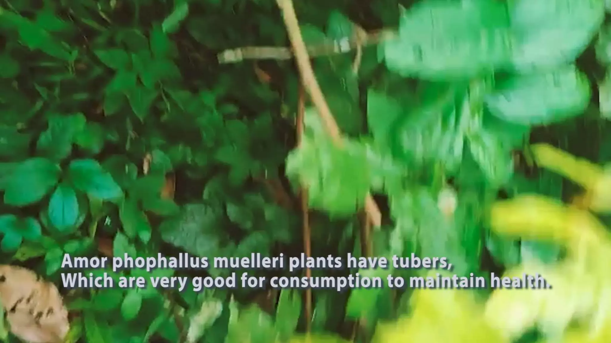 Amorphophallus Muelleri Plant | PPTX