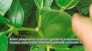 Konjac Growing | PPTX