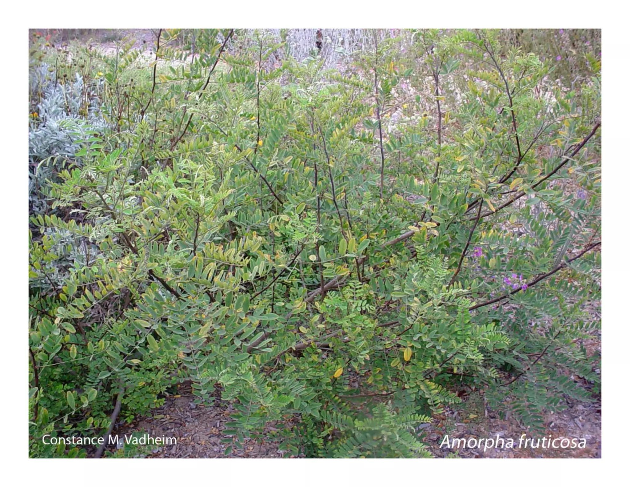 Amorpha fruticosa web show | PDF