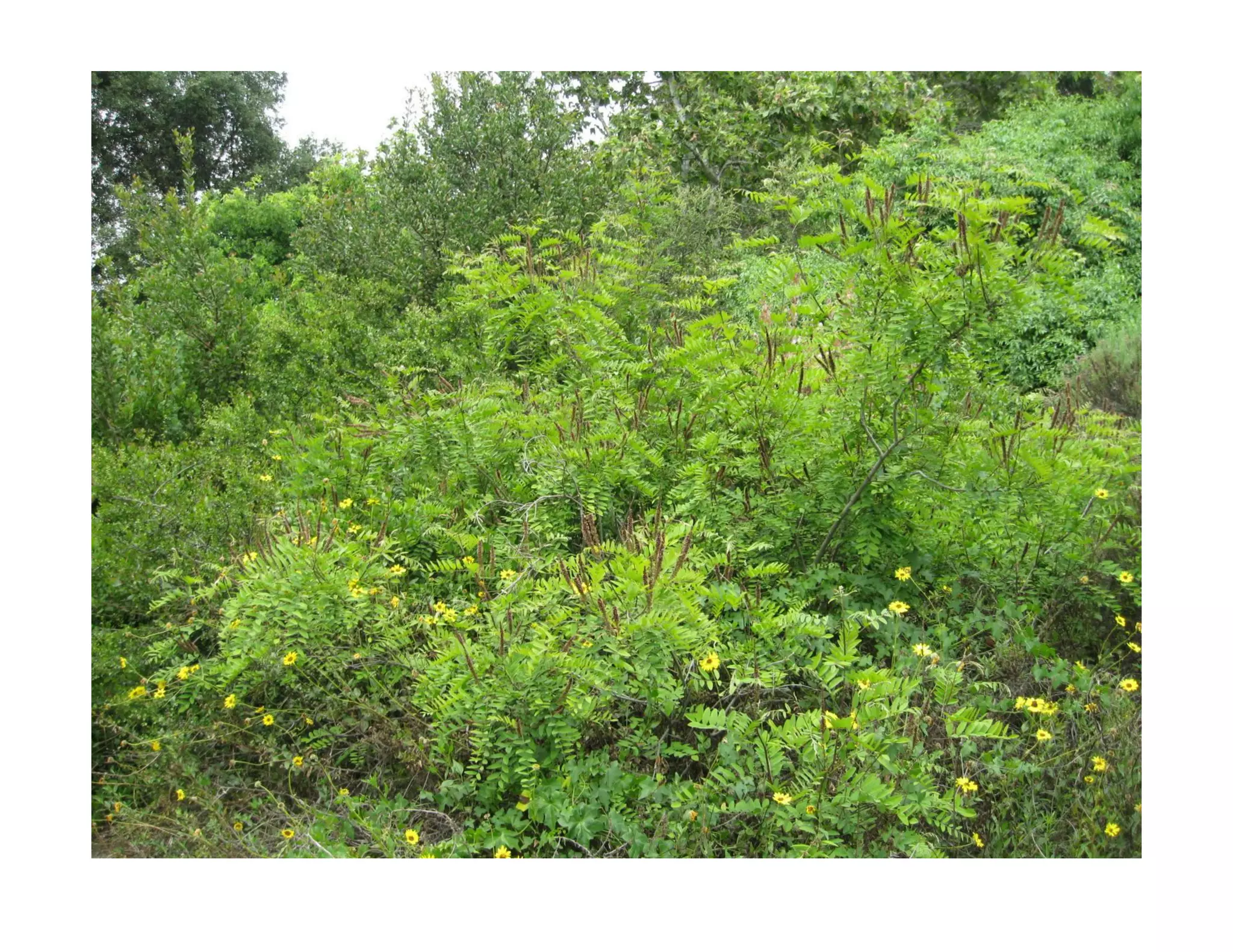 Amorpha fruticosa web show | PDF