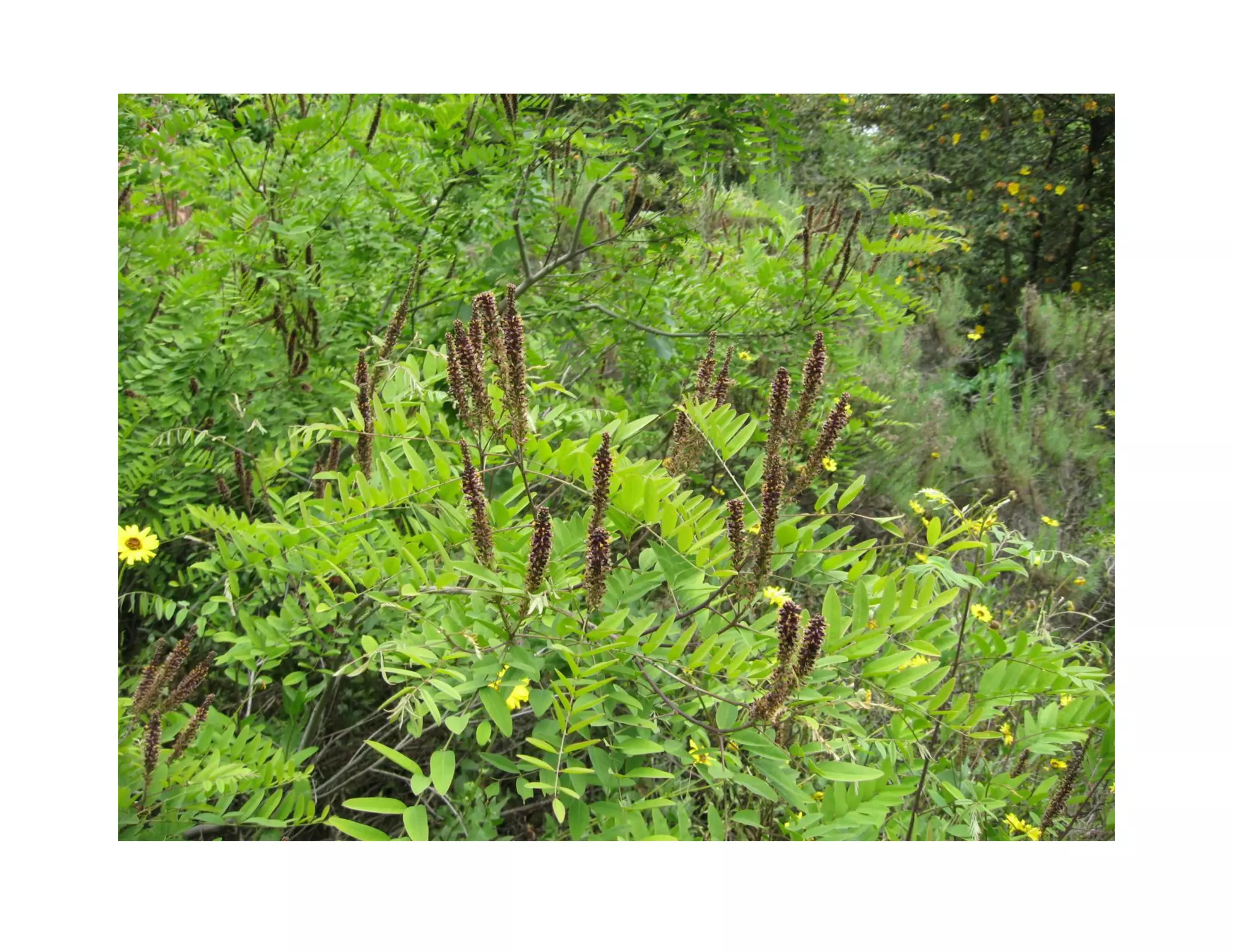 Amorpha fruticosa web show | PDF