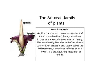 Amorphophallus paeoniifolius | PPTX