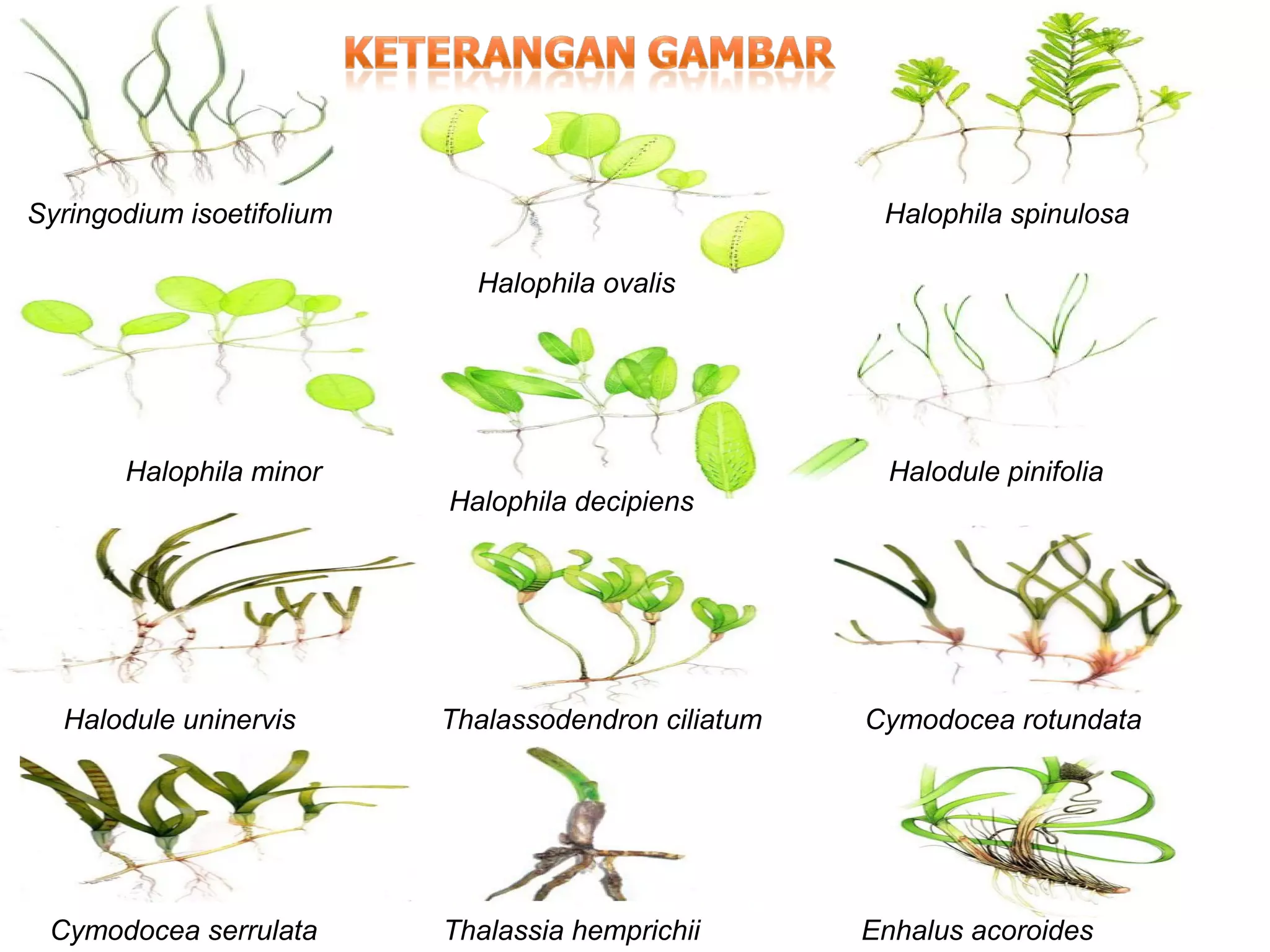 Inventarisasi Jenis-Jenis Lamun (Seagrass) | PPT
