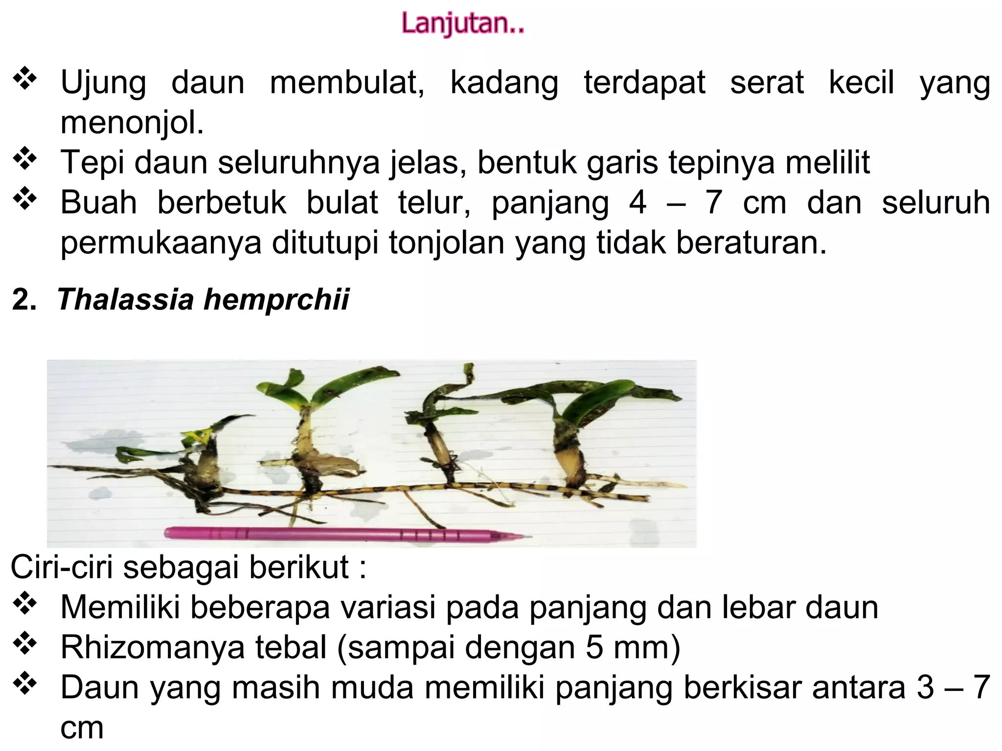 Inventarisasi Jenis-Jenis Lamun (Seagrass) | PPT