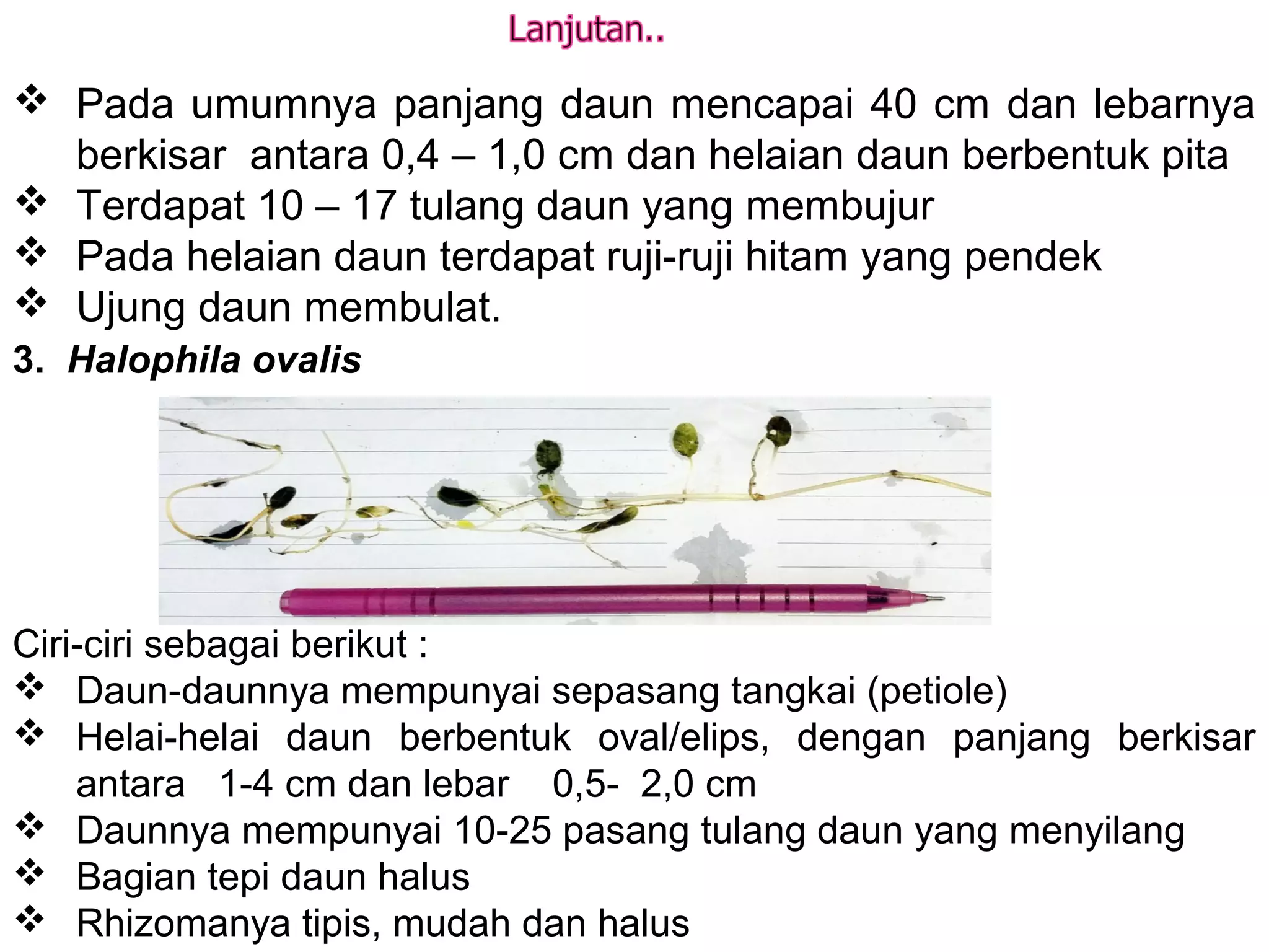 Inventarisasi Jenis-Jenis Lamun (Seagrass) | PPT