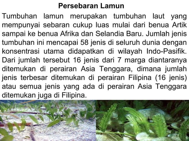 Inventarisasi Jenis-Jenis Lamun (Seagrass) | PPT