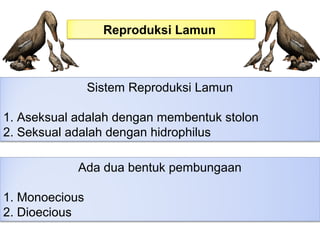 Inventarisasi Jenis-Jenis Lamun (Seagrass) | PPT