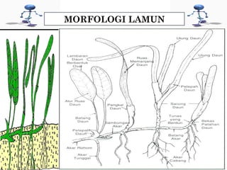 Inventarisasi Jenis-Jenis Lamun (Seagrass) | PPT