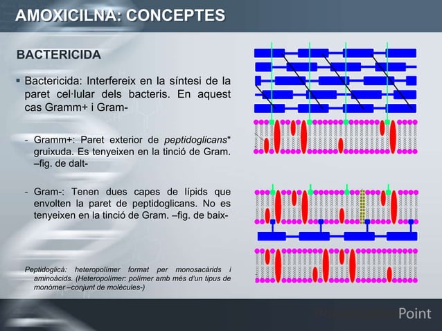 Amoxicilina: conceptes de biologia | PPTX