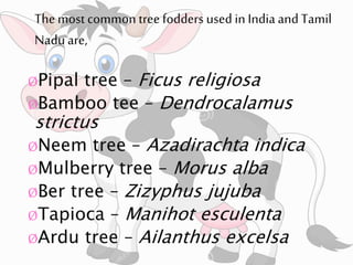 Importance of Tree Fodders for Livestock Rearing and their Nutritive ...