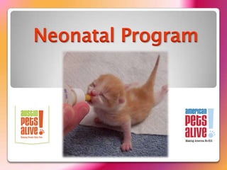 Neonatal Bottle Baby Program | PPTX