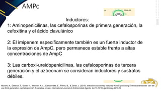 LECTURA CORRECTA DEL ANTIBIOGRAMA. AMP-C | PPTX
