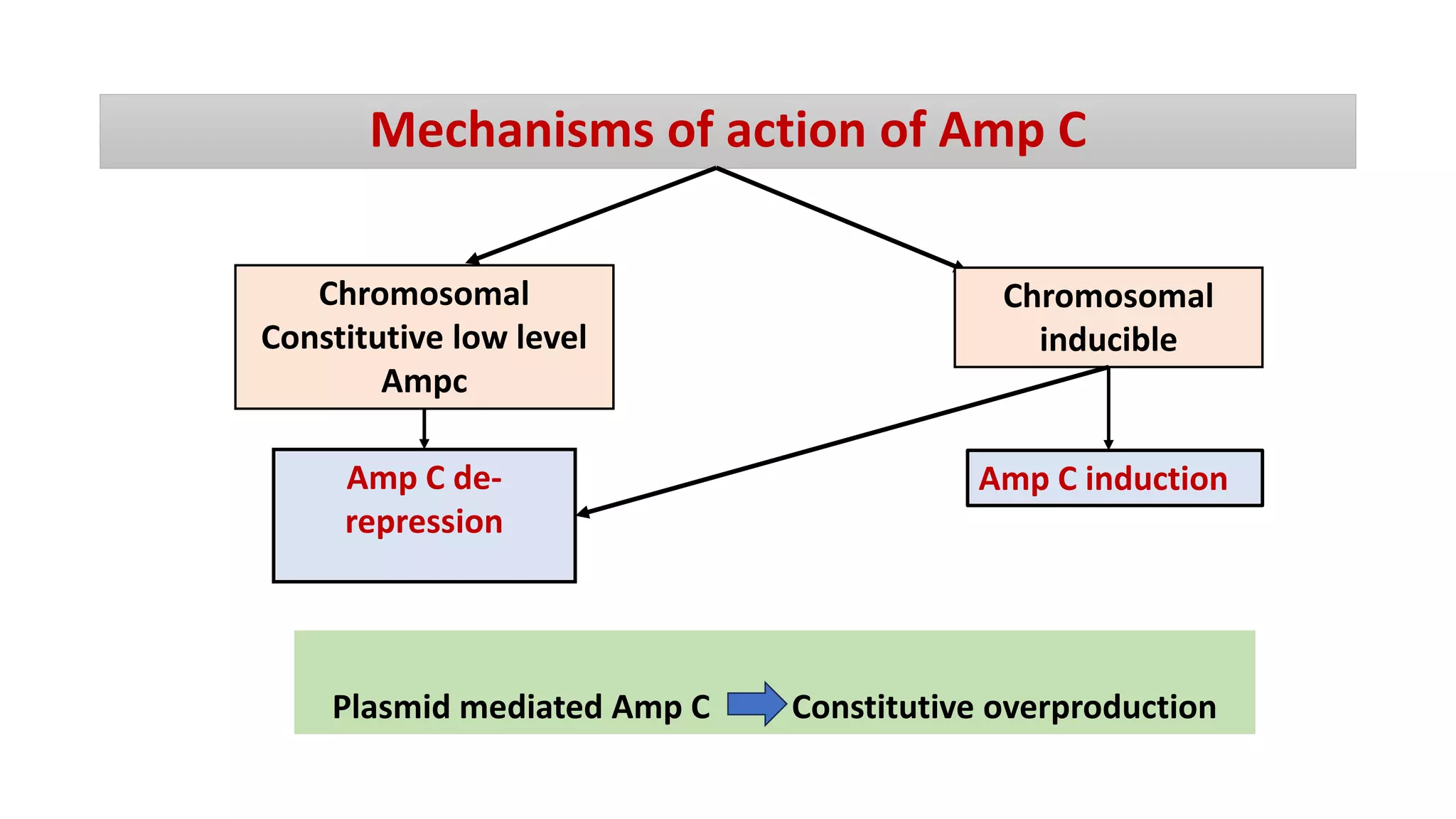 Ampc c beta lactamases | PPTX