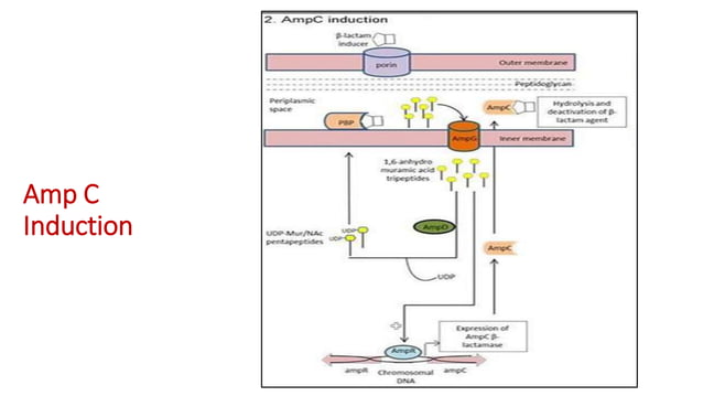 Ampc c beta lactamases | PPTX | Chemistry | Science