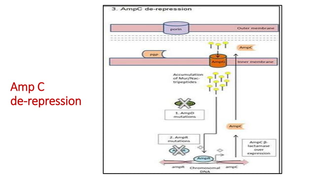 Ampc c beta lactamases | PPTX | Chemistry | Science