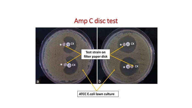 Ampc c beta lactamases | PPTX | Chemistry | Science