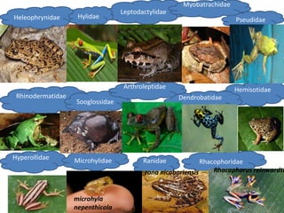 Amphibi | PPTX