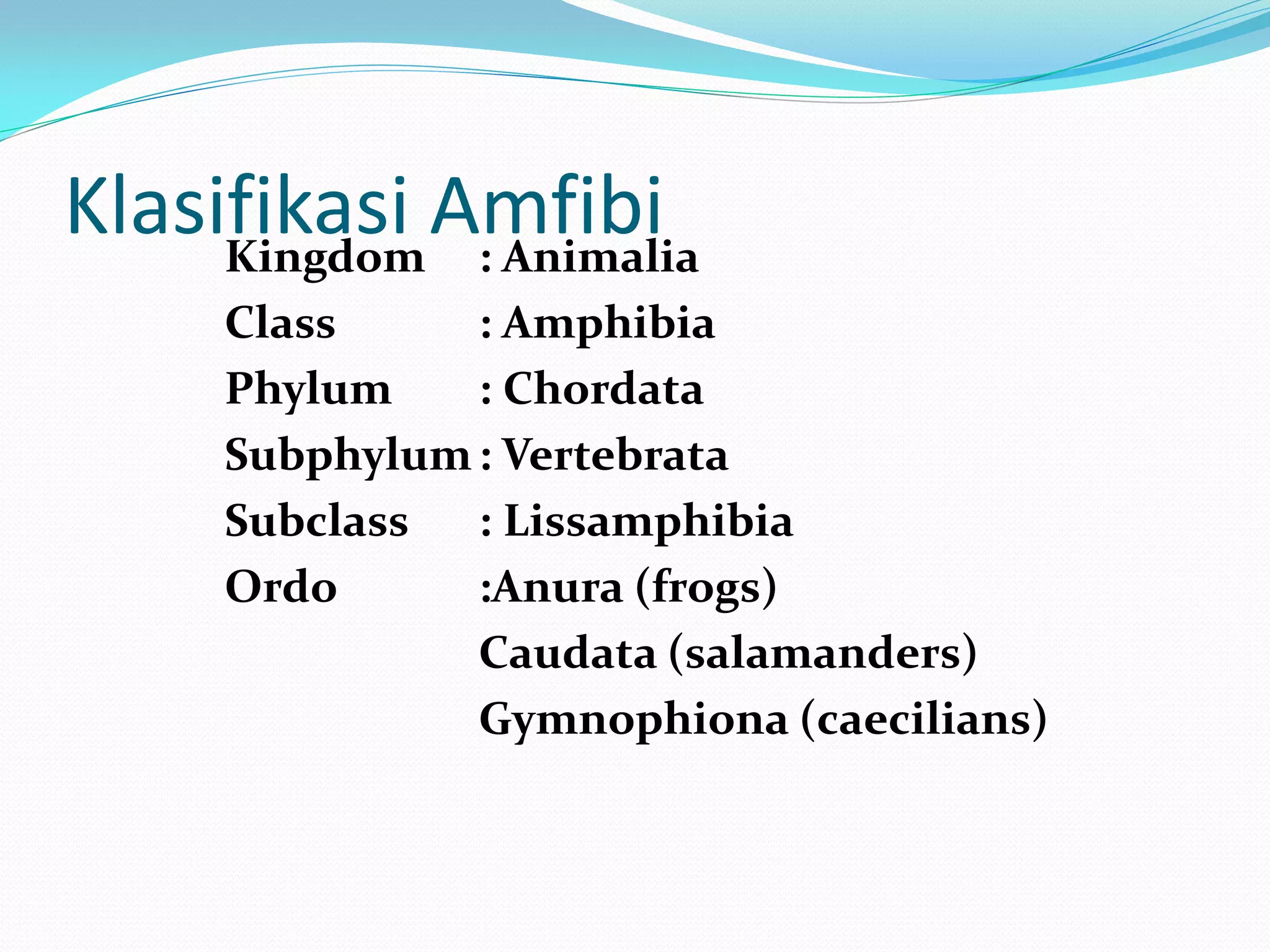 Amphibi | PDF