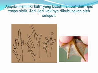 Amphibi | PDF