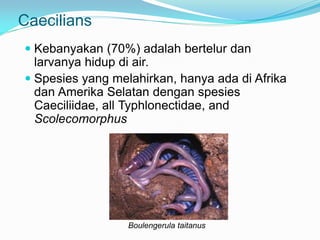 Amphibi | PDF
